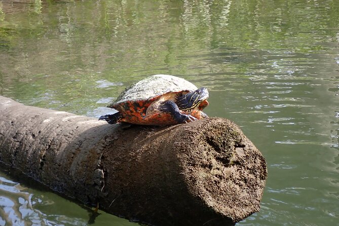 Crystal River Manatee Viewing Cruise - An In-Depth Look at the Crystal River Manatee Viewing Cruise