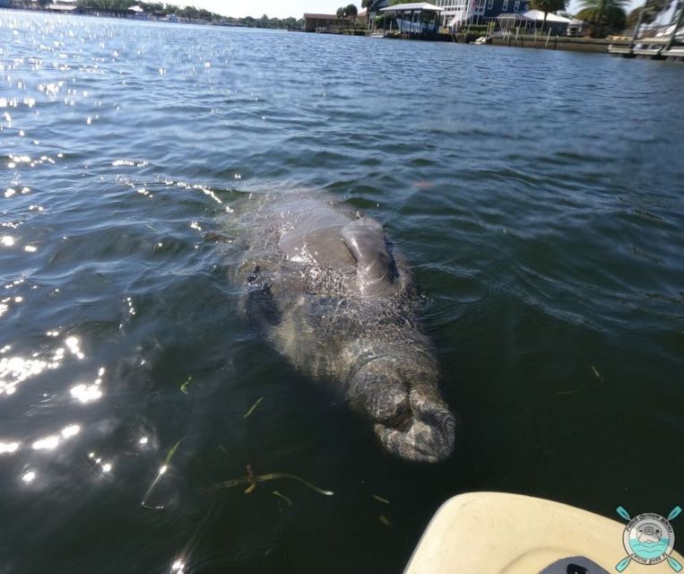 Crystal River: Paddle Board Rental - Final Thoughts