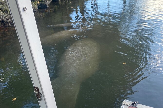 Crystal River: Private Manatee Boat Tour - Key Points
