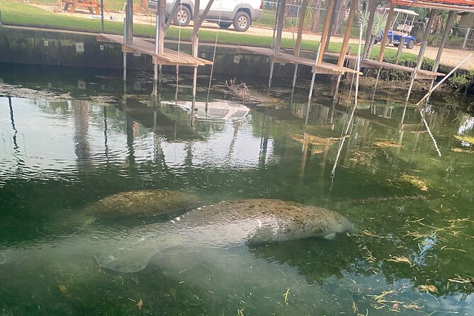 Crystal River: Private Manatee Boat Tour - Final Thoughts