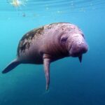 Crystal River: Snorkel with Manatees & Dolphin Airboat Trip - What You Need to Know Before Booking