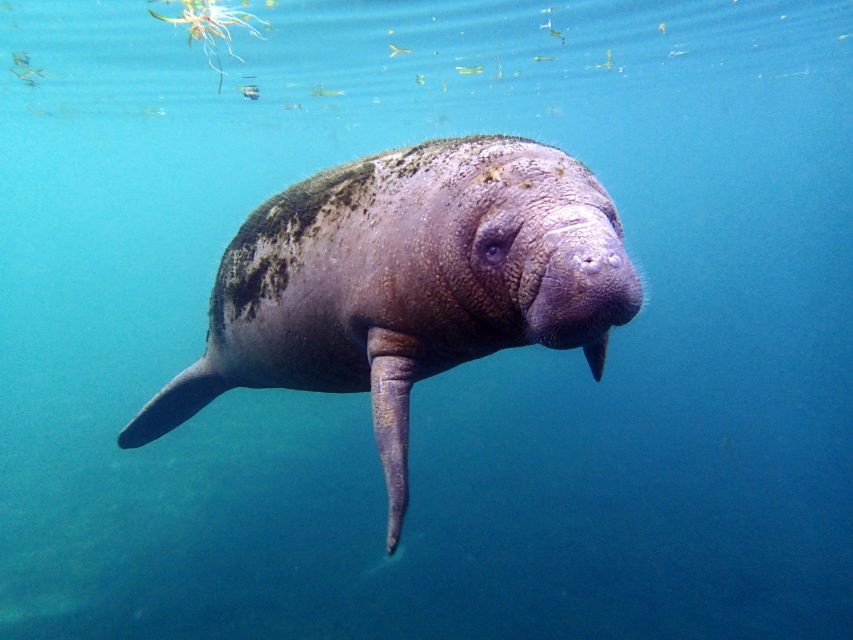 Crystal River: Snorkel with Manatees & Dolphin Airboat Trip - What You Need to Know Before Booking