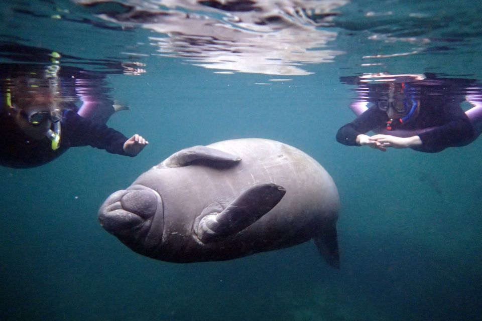 Crystal River: Snorkel with Manatees & Dolphin Airboat Trip - Authentic Insights from Past Travelers
