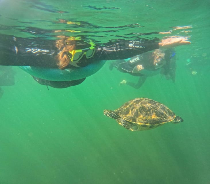 Crystal River: Springs Snorkeling Tour - A Detailed Look at the Experience