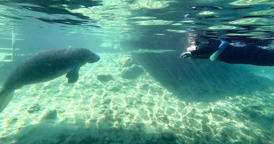 Crystal River: VIP Kayak and Swim with Manatees Tour - Key Points  
