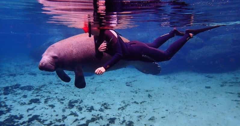 Crystal River: VIP Kayak and Swim with Manatees Tour - Weighing the Value: Price and Authenticity