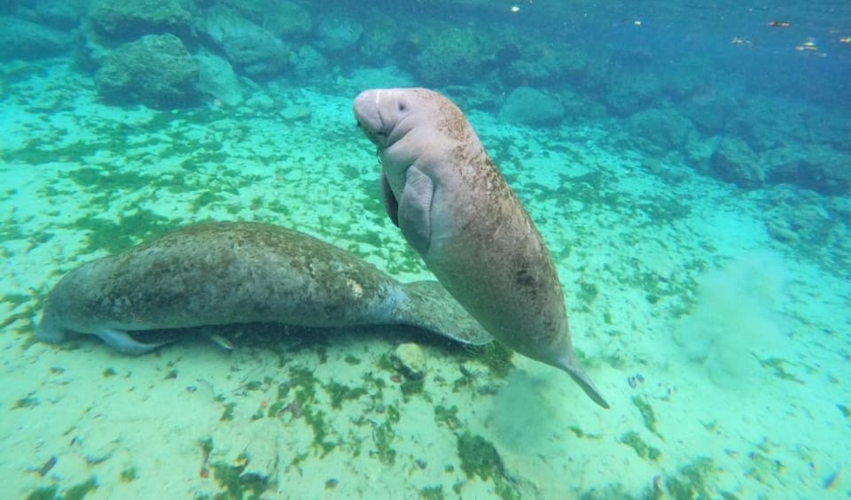 Crystal River: VIP Kayak and Swim with Manatees Tour - Who Should Consider This Tour?  