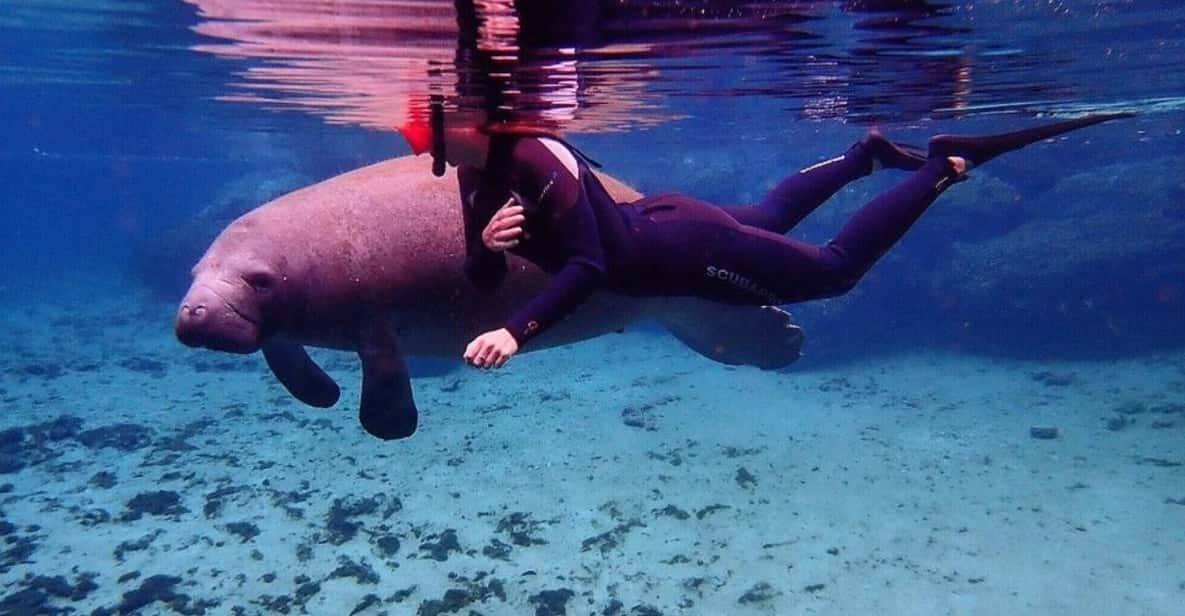 Crystal River: VIP Kayak and Swim with Manatees Tour - FAQs  