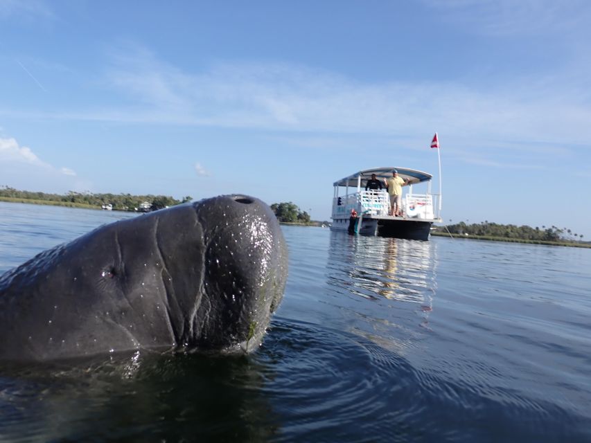 Crystal River: VIP Manatee Swim w/ In-water Photographer - Key Points