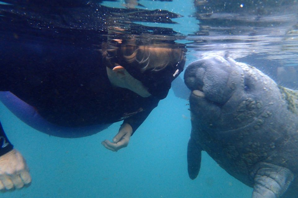 Crystal River: VIP Manatee Swim w/ In-water Photographer - Why This Tour Offers Great Value