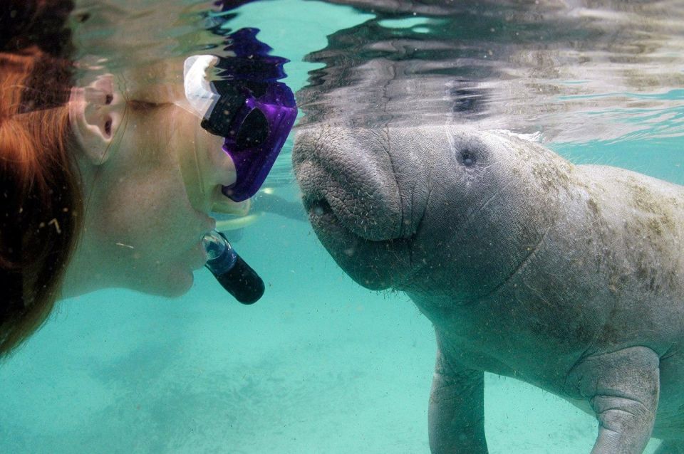 Crystal River: VIP Manatee Swim w/ In-water Photographer - The Experience in Detail