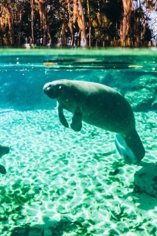 Crystal River:Three Sisters Springs Guided Kayak & Swim Tour - The Paddle to Three Sisters Springs