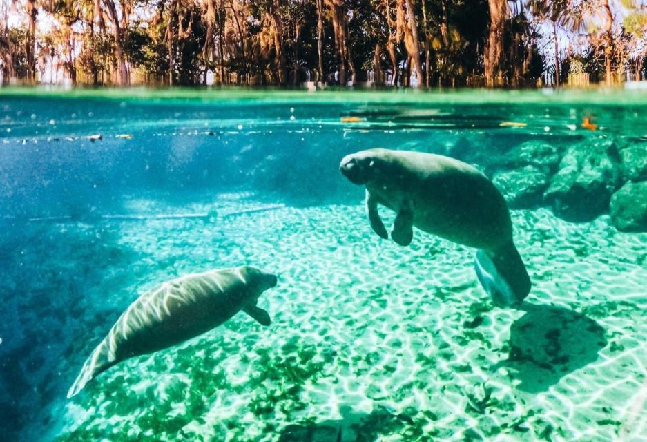 Crystal River:Three Sisters Springs Guided Kayak & Swim Tour - Wildlife Encounters & Learning