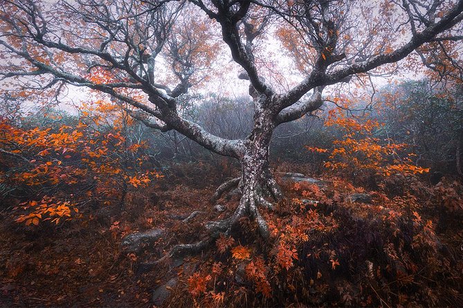 Custom Half-Day Photo Tour with Photography Lessons from Asheville - Authentic Insights from Reviewers