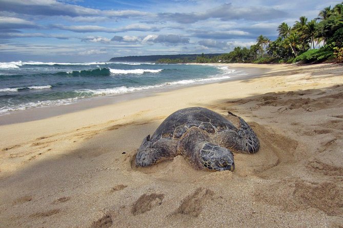 Custom Island Tour - for 4 to 5 people - up to 8 hours - Private tour of Oahu - Who Is This Tour Best For?