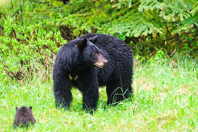 Customizable Private Tour in Ketchikan with Pick Up - An In-Depth Review of the Ketchikan Private Tour Experience