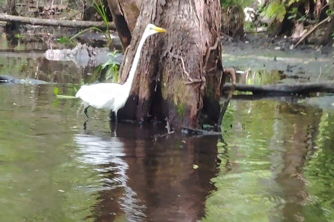 Cypress Forest: Guided Nature Kayak Eco-Tour - Authentic Traveler Insights