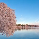 D.C. Cherry Blossom and Old Town Alexandria 2-Day Tour from NY - Transportation and Logistics