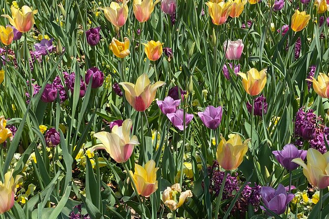 Dallas Arboretum and Botanical Gardens Tour - Exploring the Dallas Arboretum and Botanical Gardens Tour