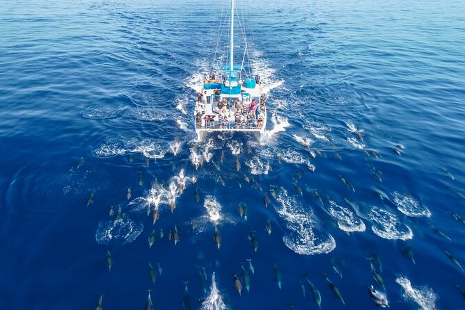 Dana Point Dolphin and Whale Watching Eco-Safari - The Experience: What You’ll Actually Do