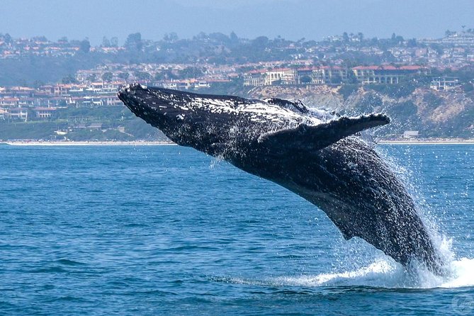 Dana Point Dolphin and Whale Watching Eco-Safari - Wildlife Sightings: What’s Usually Visible