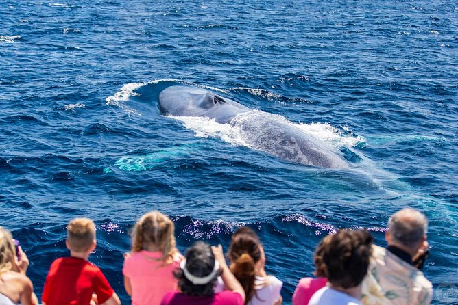 Dana Point Dolphin and Whale Watching Eco-Safari - The Value of the Dana Point Eco-Safari