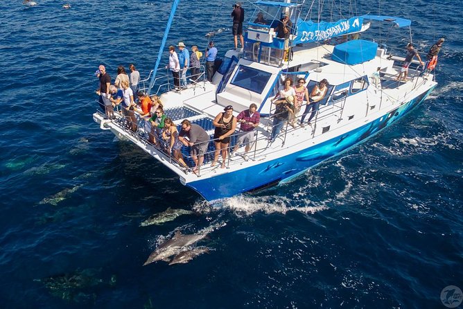 Dana Point Dolphin and Whale Watching Eco-Safari - Who Will Love This Tour?
