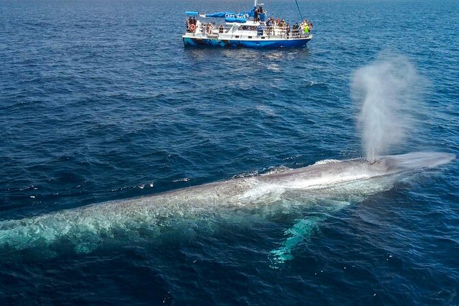 Dana Point Dolphin and Whale Watching Eco-Safari - FAQs