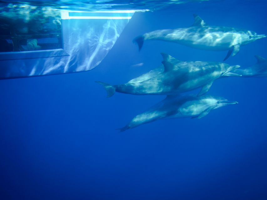Dana Point Dolphin & Whale Watching With Underwater Viewing - Key Points