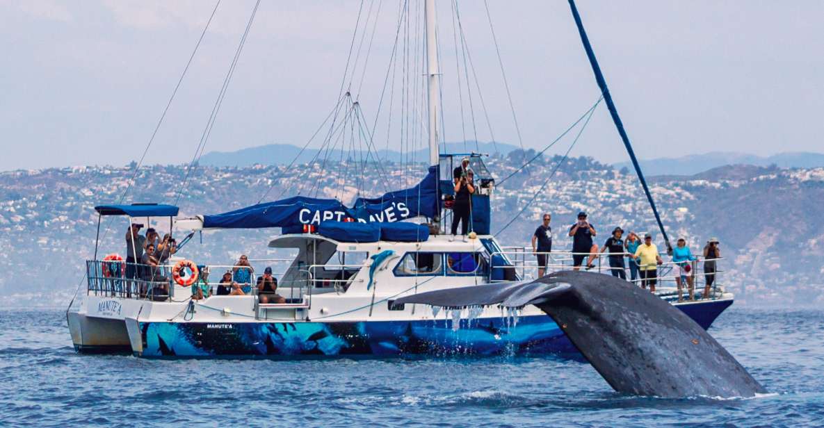 Dana Point Dolphin & Whale Watching With Underwater Viewing - The Experience: What You Can Expect