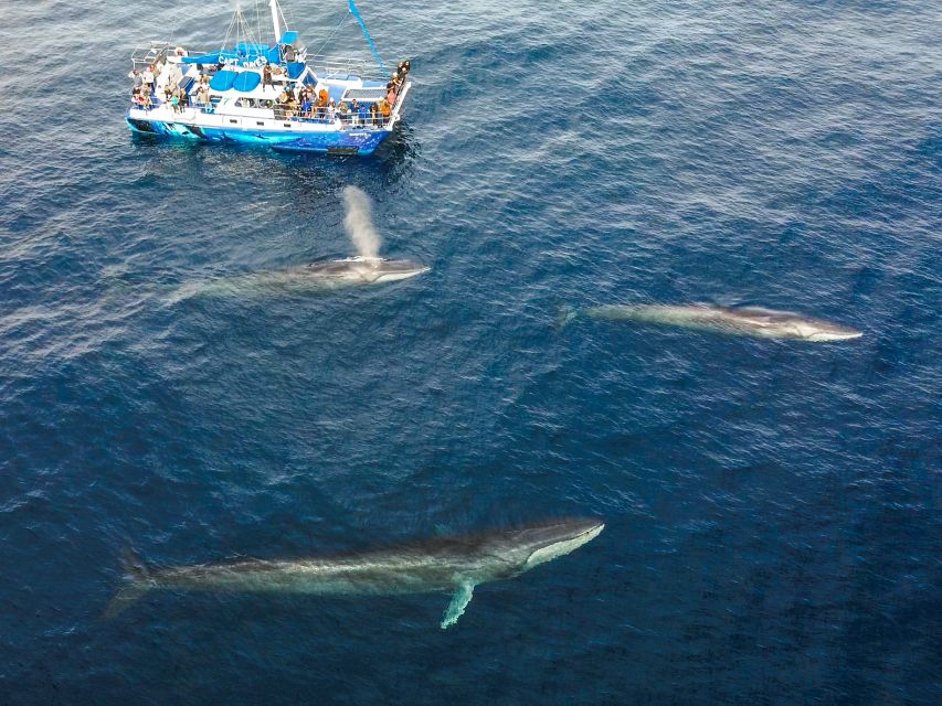 Dana Point Dolphin & Whale Watching With Underwater Viewing - The Itinerary: An In-Depth Look