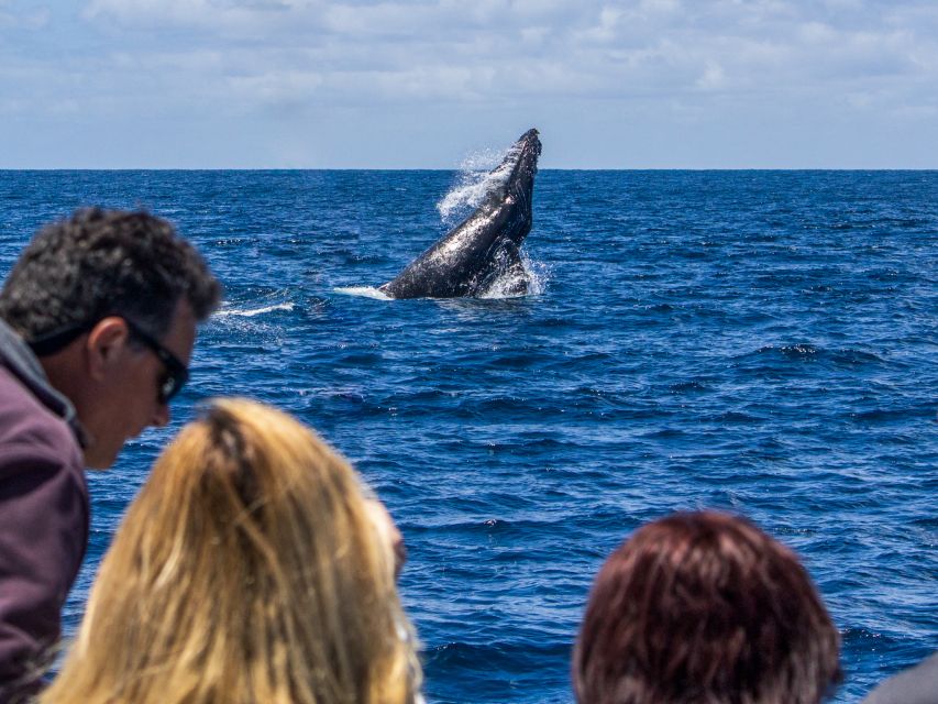 Dana Point Dolphin & Whale Watching With Underwater Viewing - Who Will Love This Tour?