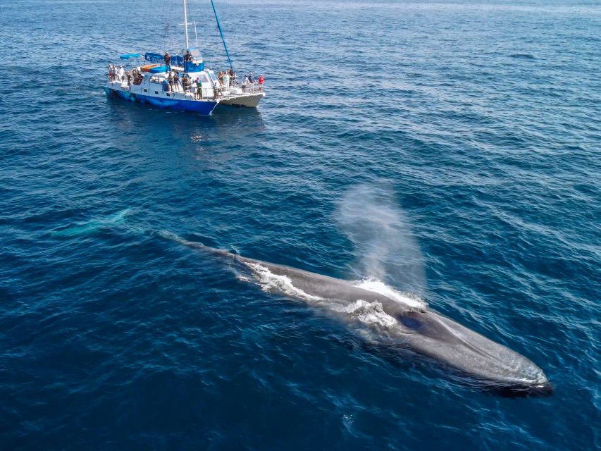 Dana Point Dolphin & Whale Watching With Underwater Viewing - Final Thoughts: Is It Worth It?