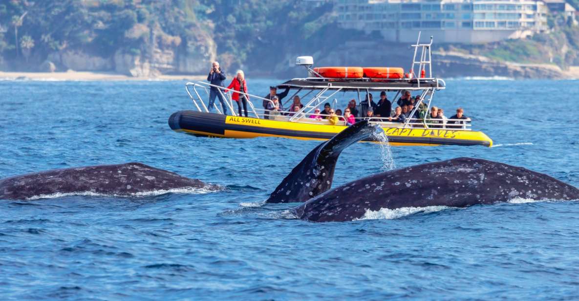 Dana Point Fast & Fun Zodiac-Style Dolphin & Whale Watching - An In-Depth Look at the Dana Point Zodiac Experience