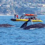 Dana Point Fast & Fun Zodiac-Style Dolphin & Whale Watching - Why This Tour Offers Great Value