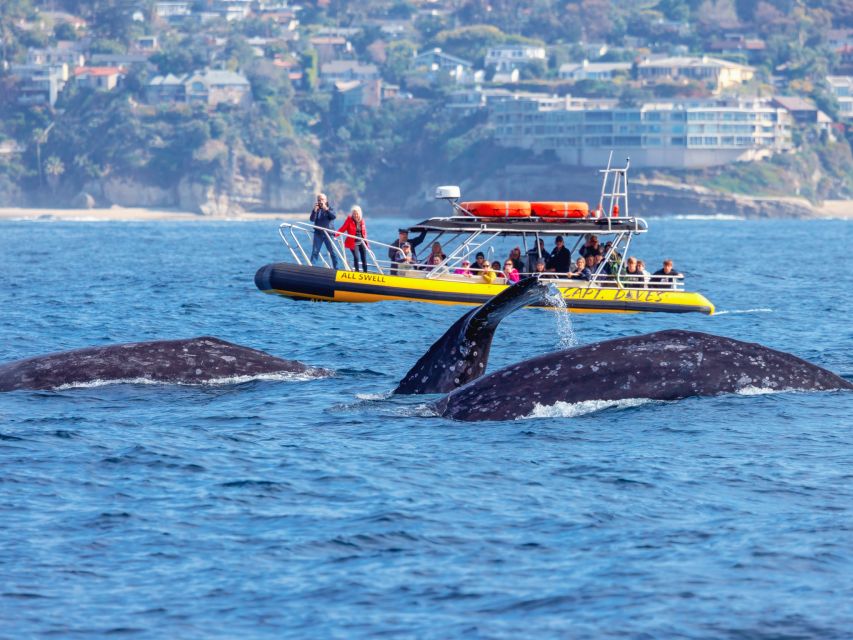 Dana Point Fast & Fun Zodiac-Style Dolphin & Whale Watching - Why This Tour Offers Great Value