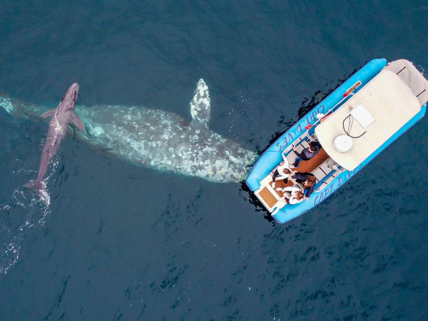 Dana Point Fast & Fun Zodiac-Style Dolphin & Whale Watching - Frequently Asked Questions