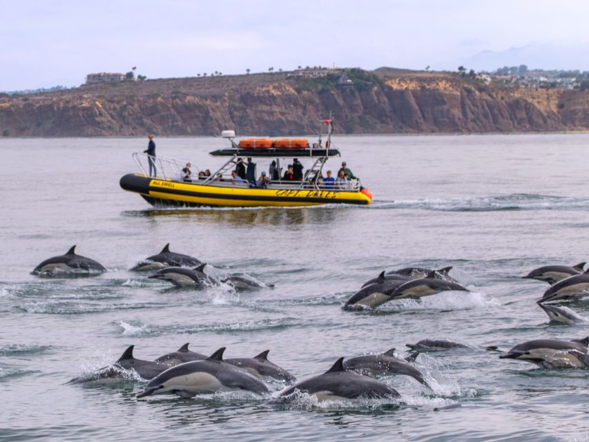 Dana Point Fast & Fun Zodiac-Style Dolphin & Whale Watching - Final Thoughts