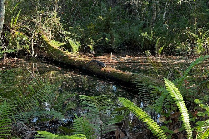 Dark Sky's in the Florida Everglades - Exploring the Dark Skys in the Florida Everglades: A Deep Dive  