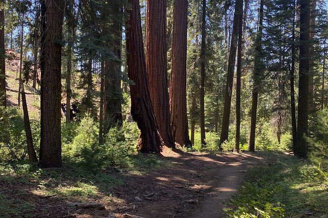 Day Tour to Kings Canyon National Park - Exploring Kings Canyon National Park: A Detailed Review of the Day Tour from Fresno