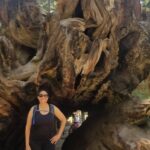 Day Tour to Kings Canyon National Park - What Travelers Say About This Tour