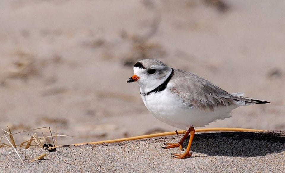 Day Trip from Boston: Guided Nature Walk at Crane Estate - Discovering the Crane Estate: A Coastal Gem