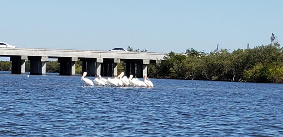 Daytona/New Smyrna Beach: Unforgettable Kayak Wildlife tours - What to Expect on Your Kayak Adventure  