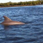Daytona/New Smyrna Beach: Unforgettable Kayak Wildlife tours - Why This Tour Provides Great Value