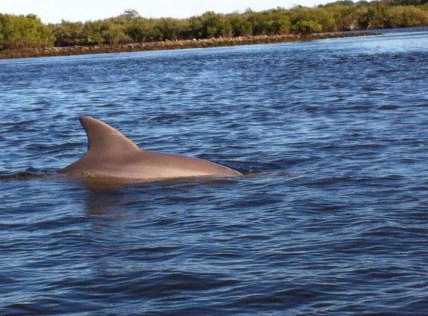 Daytona/New Smyrna Beach: Unforgettable Kayak Wildlife tours - Why This Tour Provides Great Value