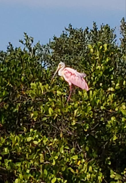 Daytona/New Smyrna Beach: Unforgettable Kayak Wildlife tours - Final Thoughts  