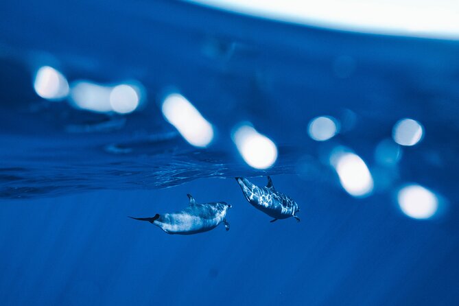 Deluxe Catamaran Swim with Dolphins in Oahu with Waterslide - An In-Depth Look at the Experience