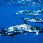 Deluxe Catamaran Swim with Dolphins in Oahu with Waterslide - Authentic Traveler Experiences