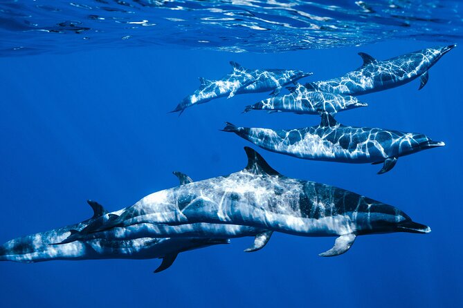 Deluxe Catamaran Swim with Dolphins in Oahu with Waterslide - Authentic Traveler Experiences