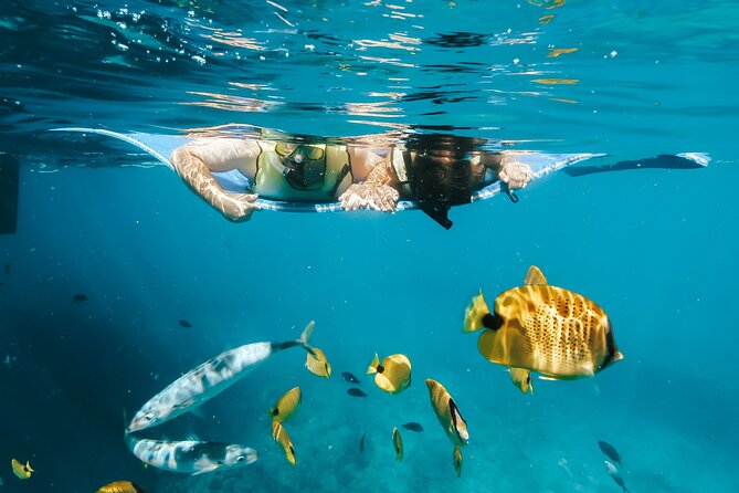 Deluxe Catamaran Swim with Dolphins in Oahu with Waterslide - Who Is This Tour Best For?